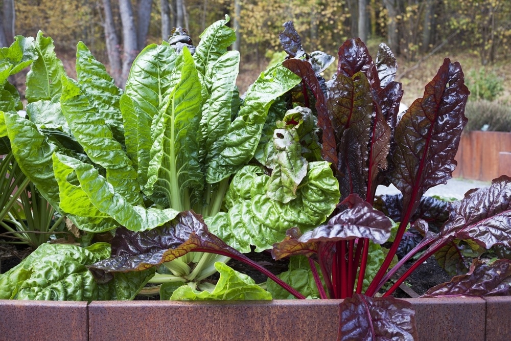 5 vegetables to grow in autumn - Radway Bridge Garden Centre