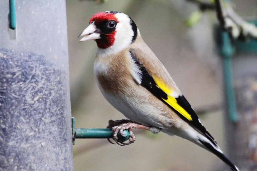 6 ways to attract birds to your garden - Radway Bridge Garden Centre