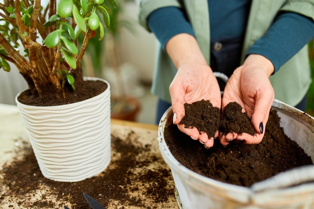 Best soil for indoor plants - Radway Bridge Garden Centre