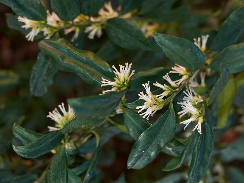 Spotlight on the Sarcococca - Radway Bridge Garden Centre