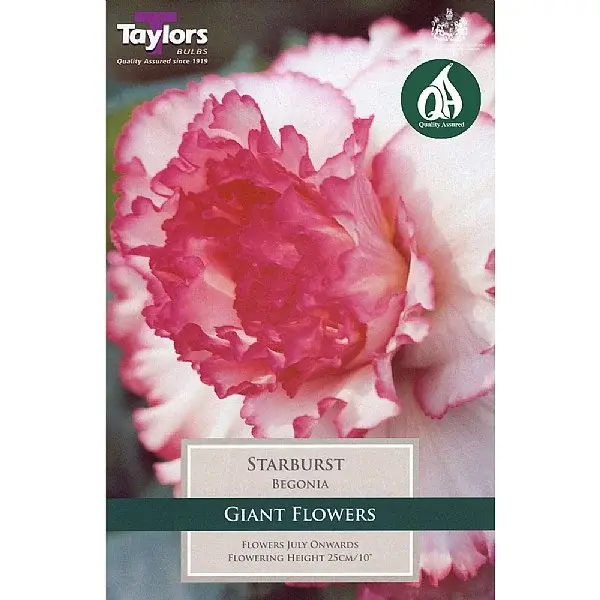 BEGONIA STARBURST - Radway Bridge Garden Centre