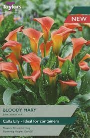 ZANTEDESCHIA BLOODY MARY - Radway Bridge Garden Centre